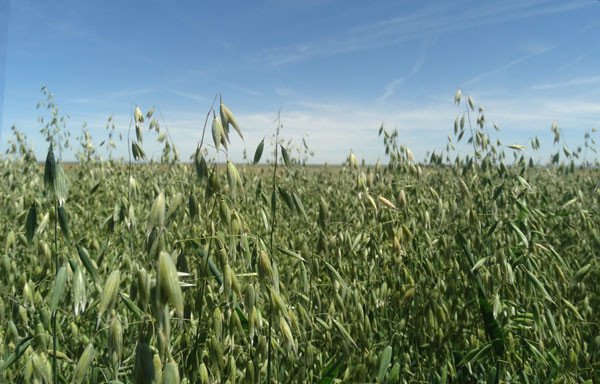 Semillas de avena de Semillas Columbia - Semillas Columbia
